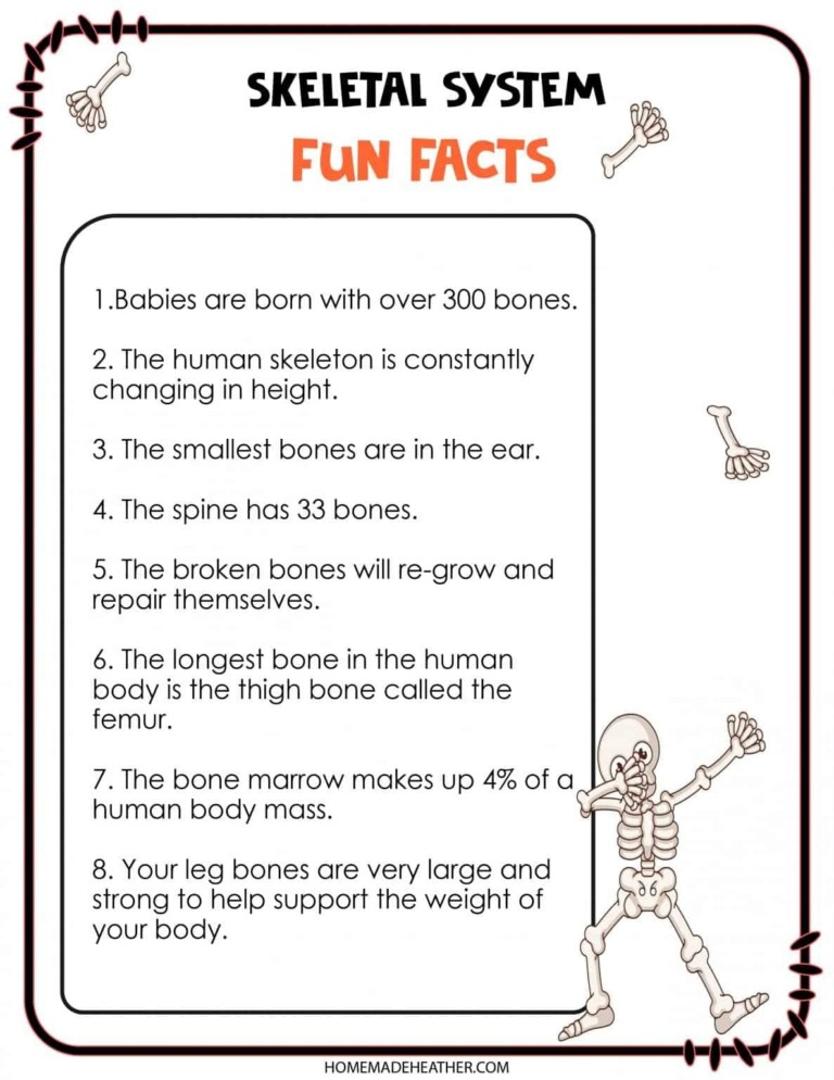 Free Printable Skeletal System Worksheets - easyworksheetprint.com