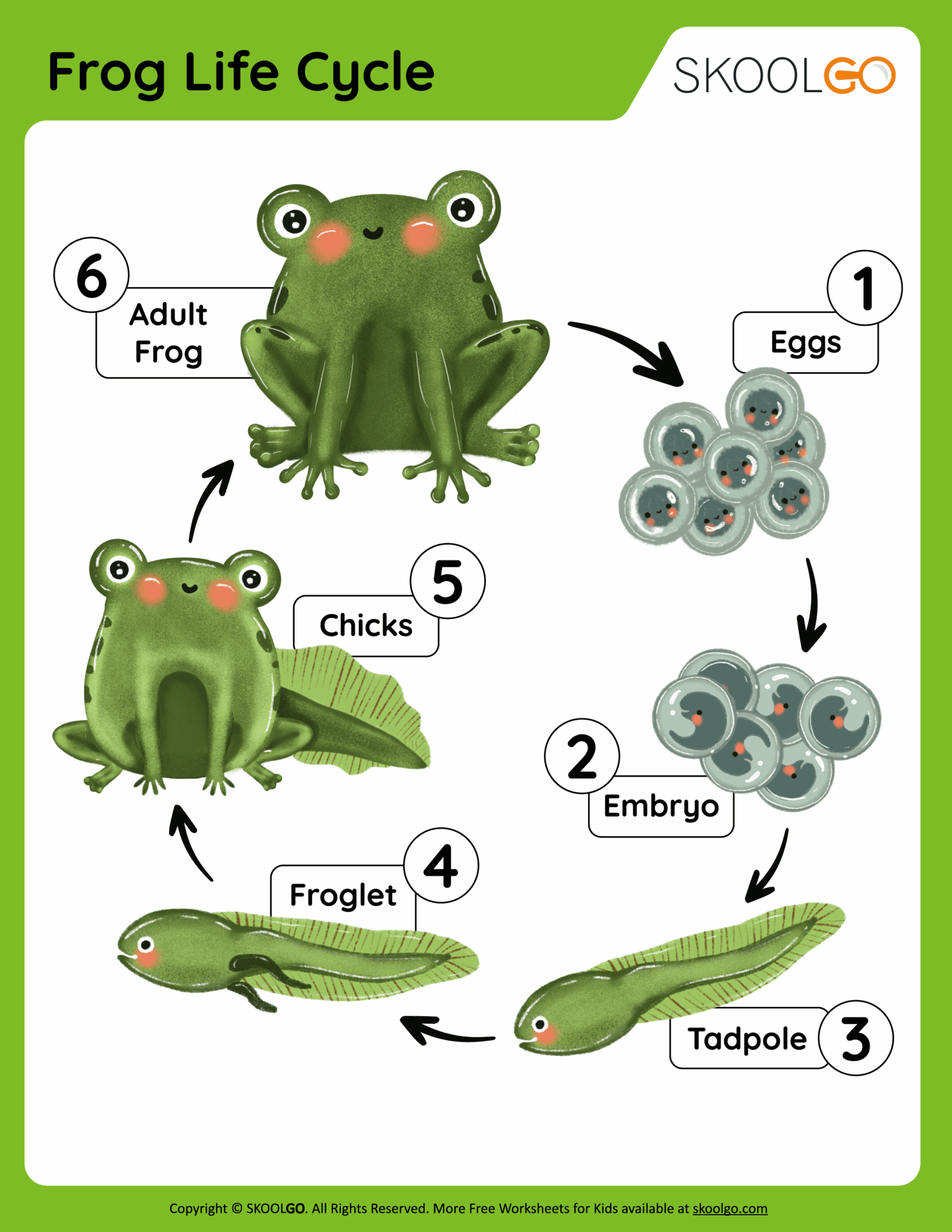 Free Printable Life Cycle Of A Frog Worksheet - easyworksheetprint.com
