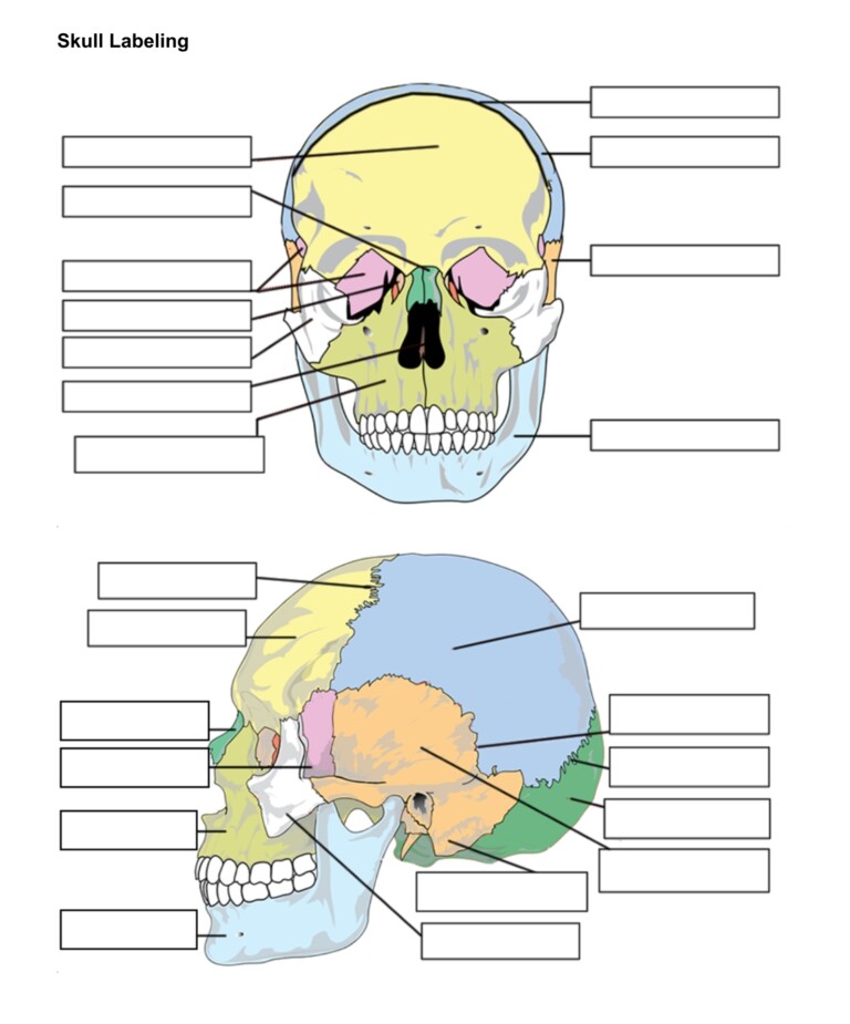 Printable Skull Labeling Worksheet - easyworksheetprint.com